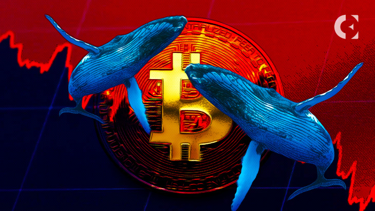 Whale Accumulation Signals Bullish Reversal Amid Ongoing Bearish Trend